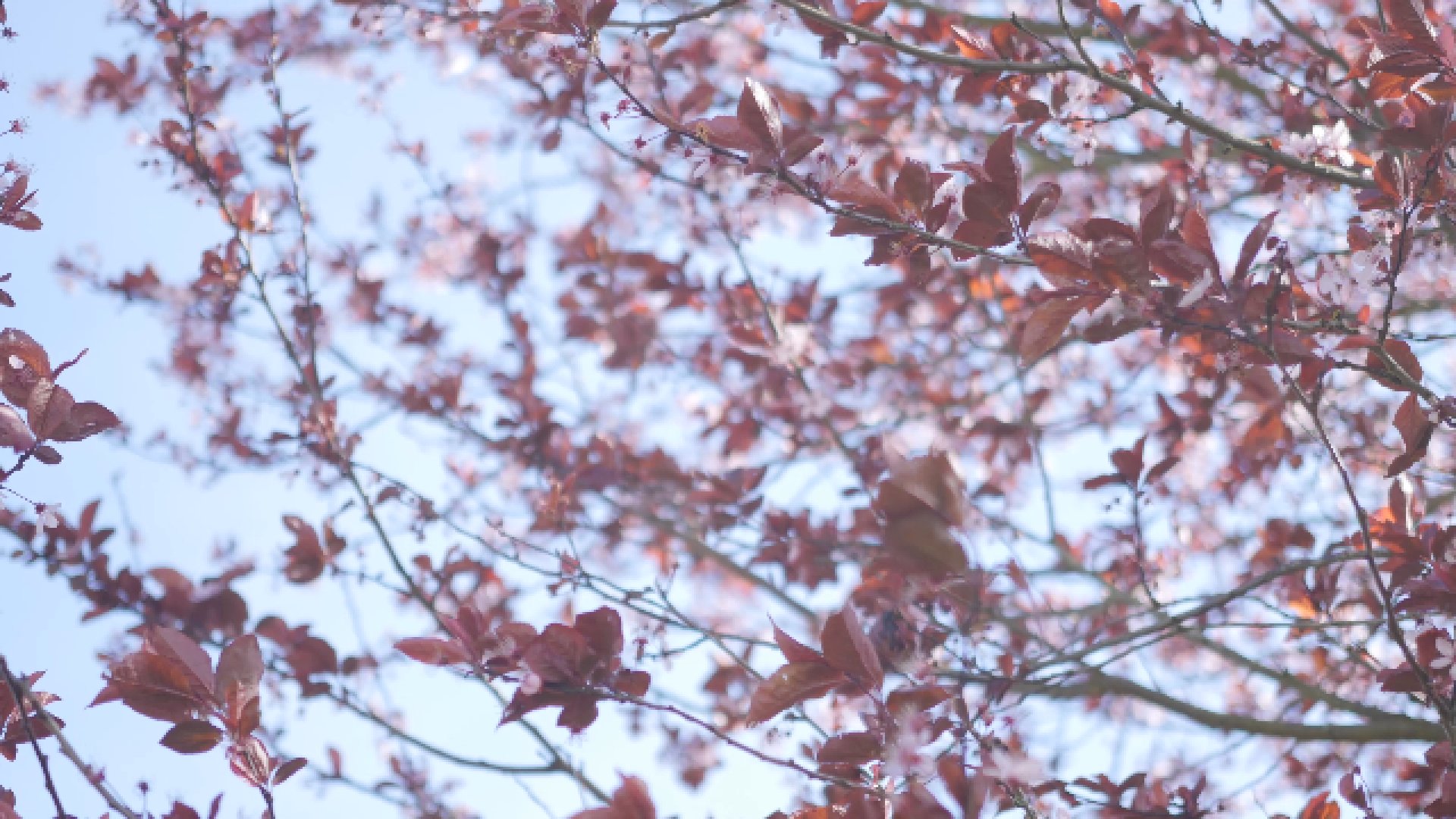 Cerisiers rouges en fleurs 4