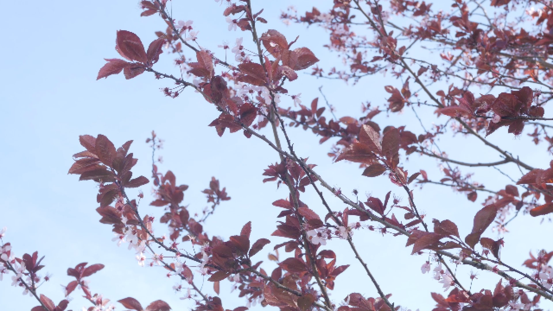 Cerisiers rouges en fleurs 4